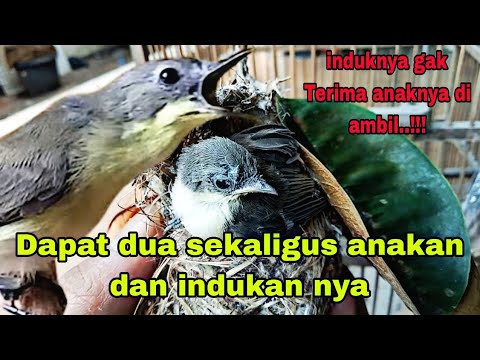 DAPAT INDUKAN DAN ANAKAN BURUNG REMETUK LAUT - YouTube