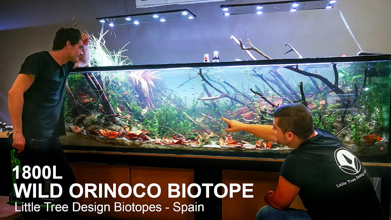 1800 liter - Wild Orinoco Biotope - Little Tree Design Biotopes - YouTube