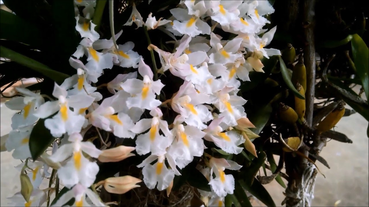 Orquídea RODRIGUEZIA BRACTEATA - YouTube