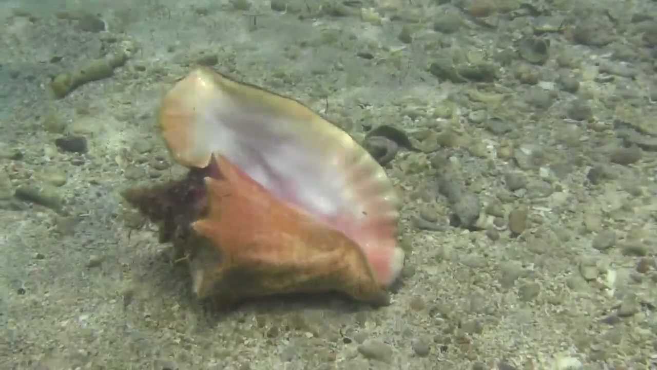 Carrucho/Botuto (Strombus gigas) - Queen Conch - YouTube