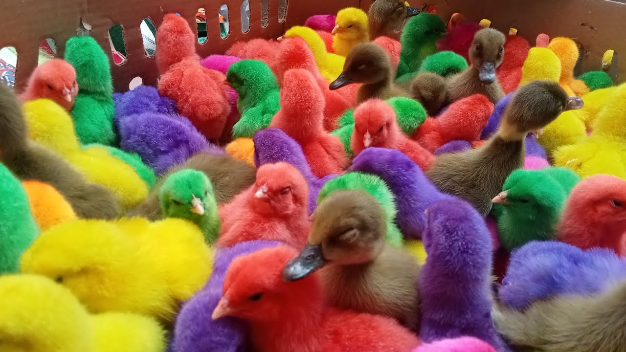 Wooow .. Beautiful ducks are playing ball ( Part 166 ) 🦆🦆🦆 - YouTube