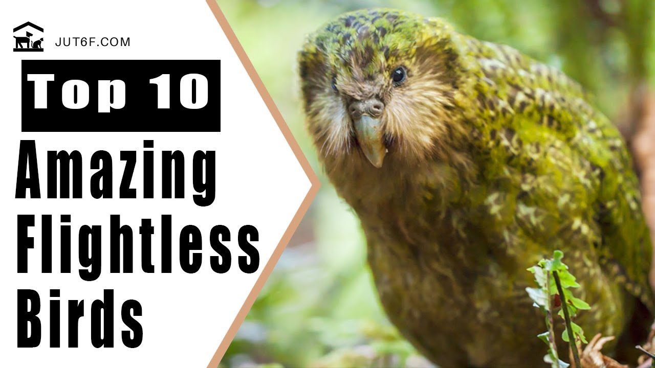 Flightless Bird Top 10 Amazing Flightless Birds In The World YouTube flightless-bird-top-10-amazing-flightless-birds-in-the-world-youtube