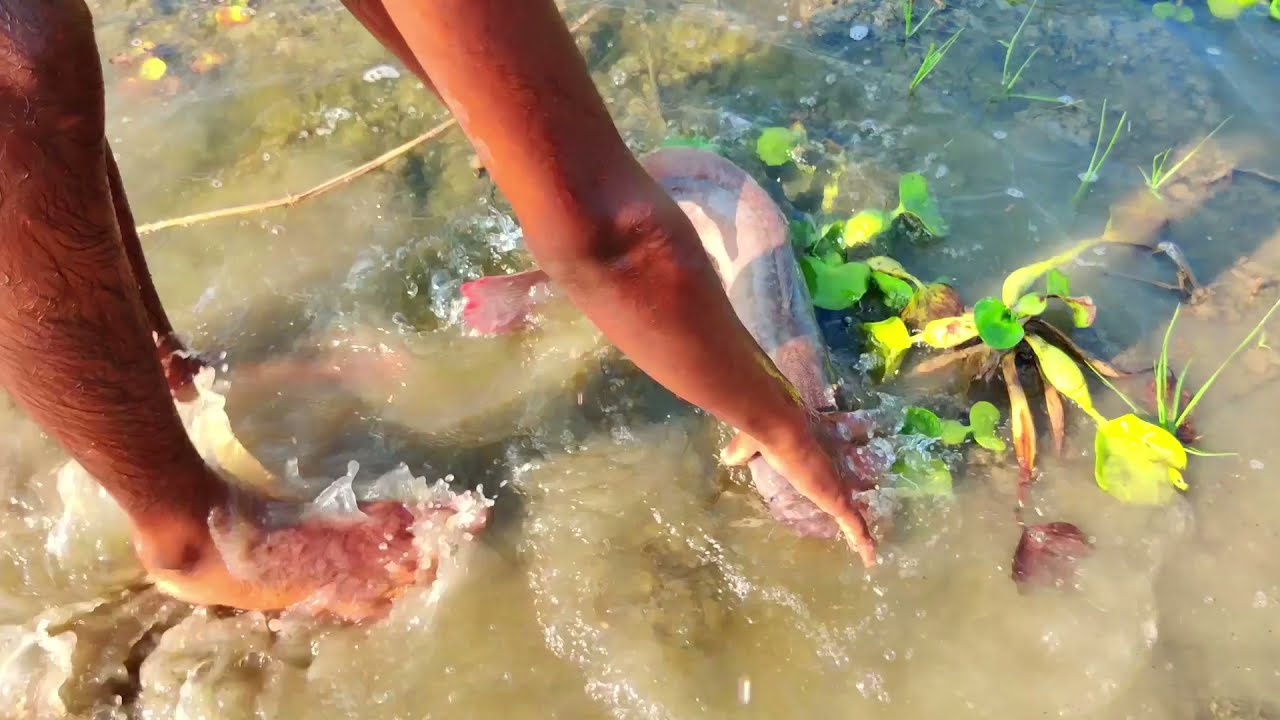 Best hand fishing video - Amazing boy catching big catfish by hand ...