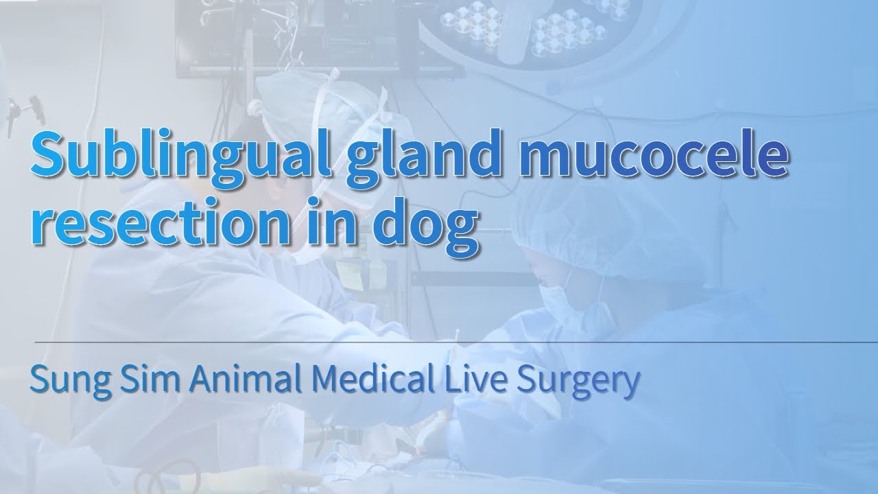 [Warning] Sublingual gland mucocele resection in dog Sung Sim Animal ...