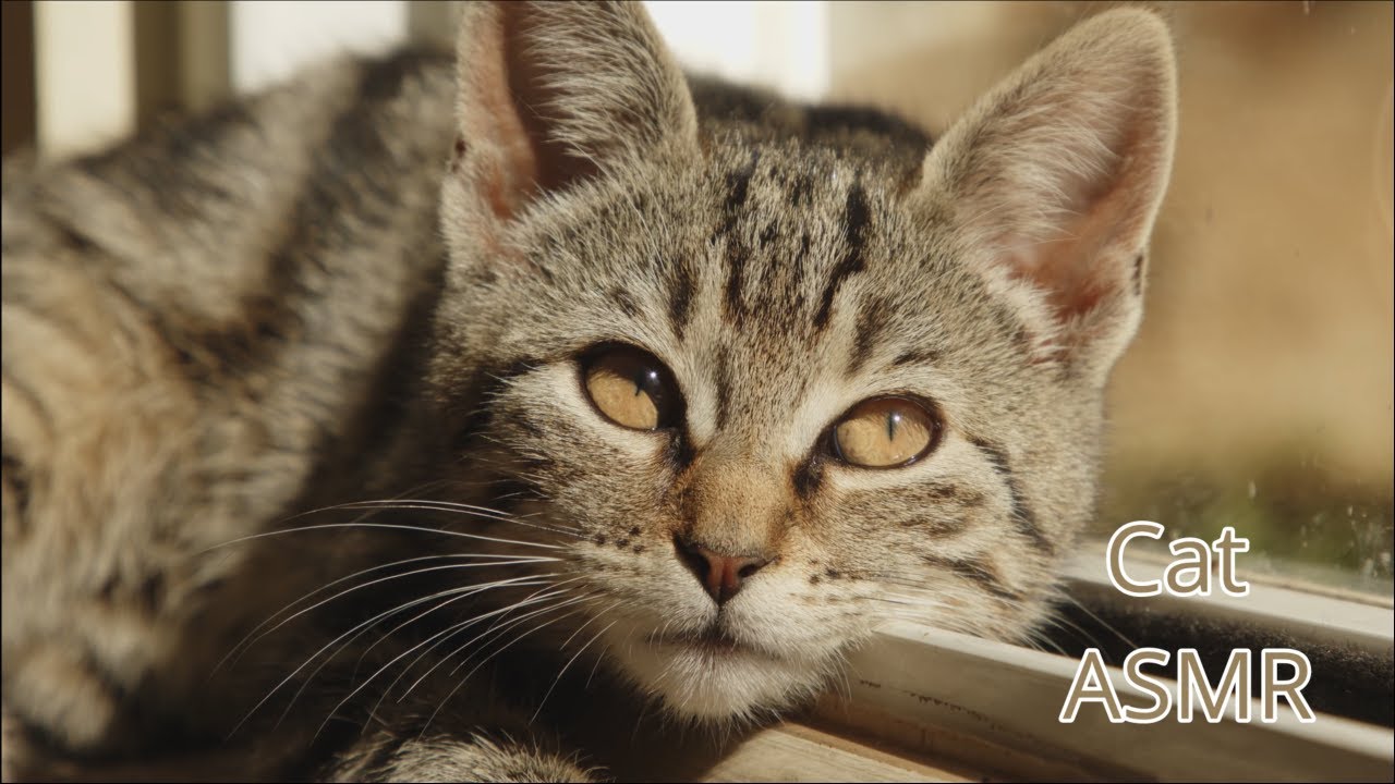 ASMR Cats, 4 Hours of Cat Purring ASMR 🐾 | Relax, Sleep & Study (Black ...