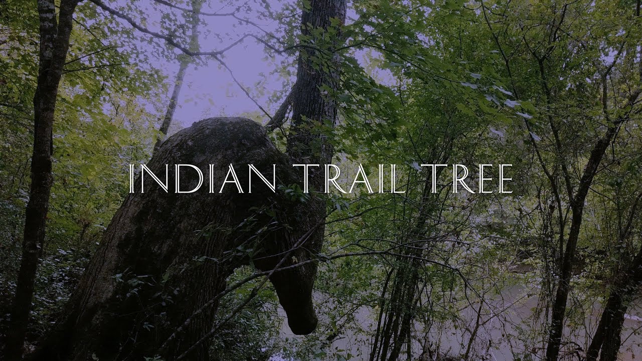 Indian Trail Tree - Drone tribute to amazing marker tree found on Flint ...
