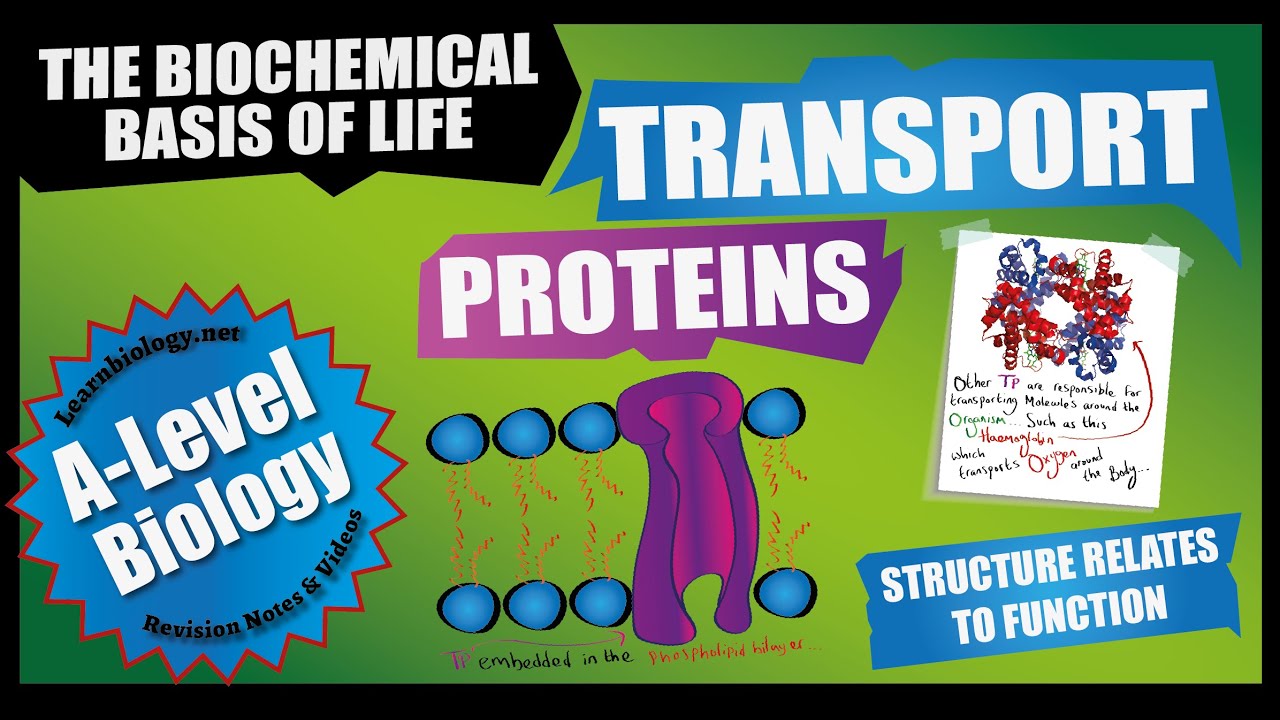 Transport Proteins - Example of Proteins for A Level Biology | Protein ...