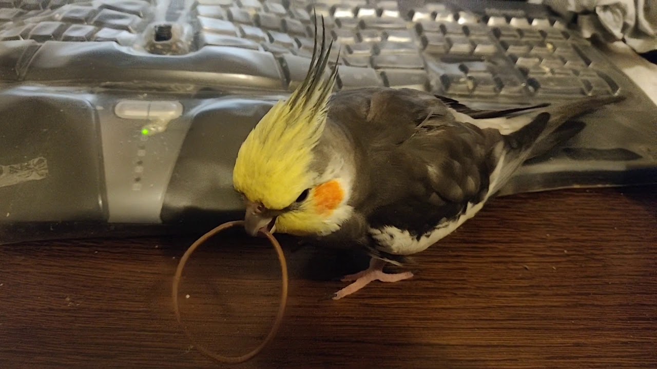 Milo Helps Braid Hair - YouTube