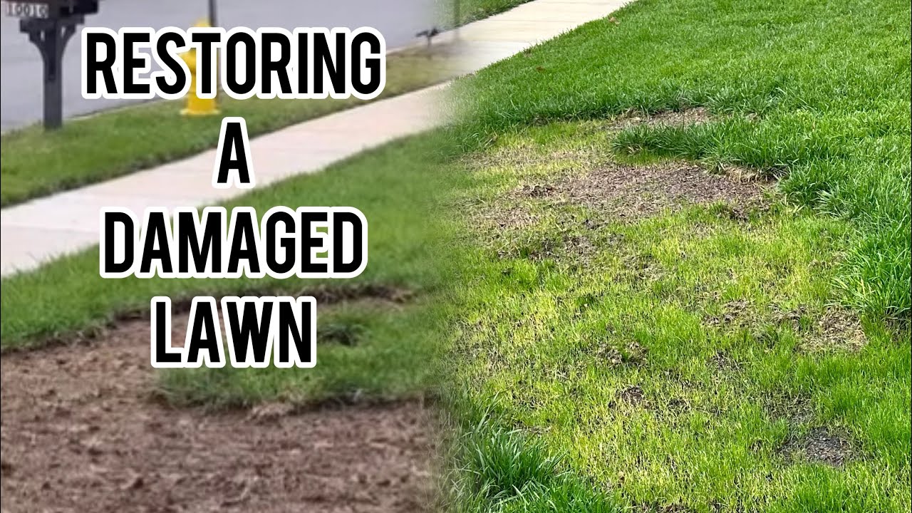 How to Restore a Grub-Damaged Lawn: My Journey to Improve ...