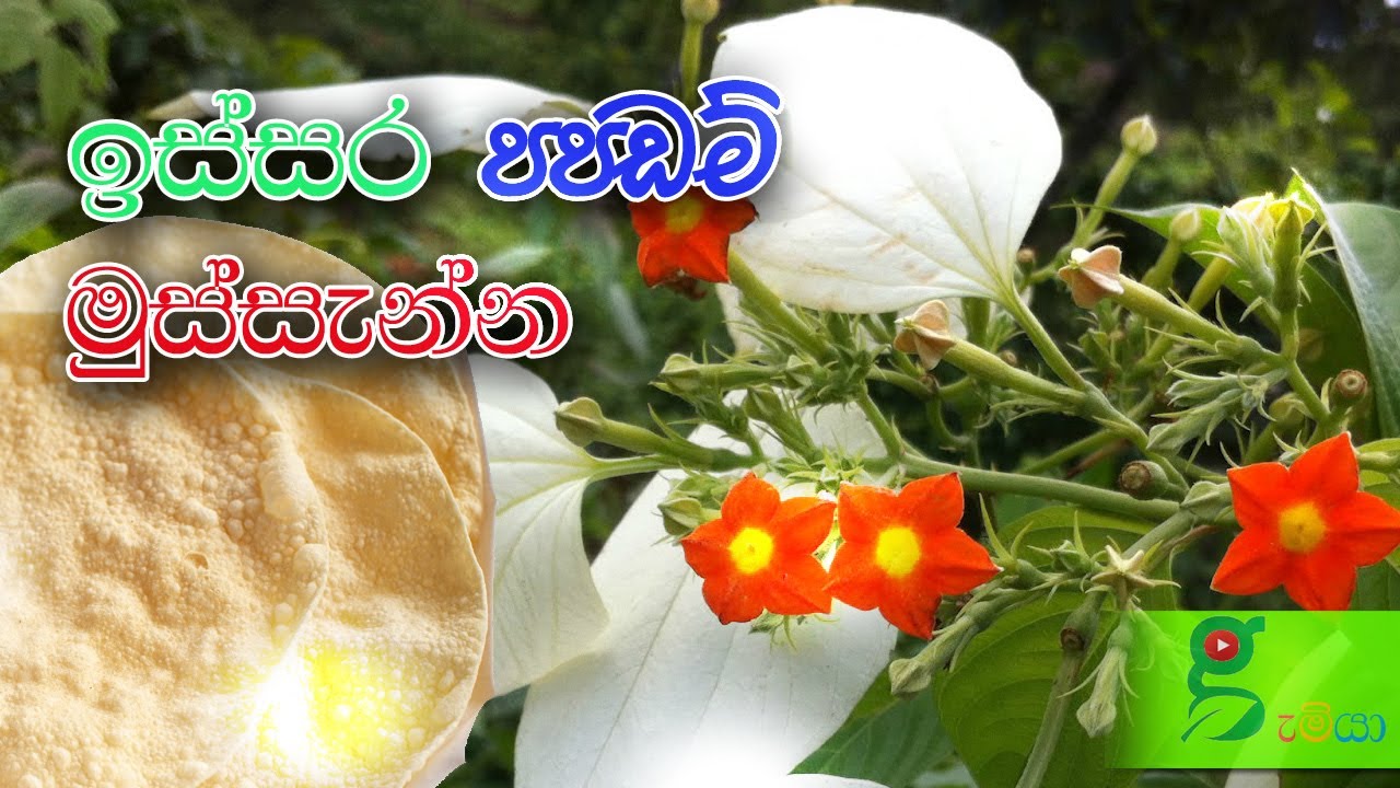 146 මල් වලින් හදන පපඩම් කාල තියනවද mussaenda flower sri lanka - YouTube