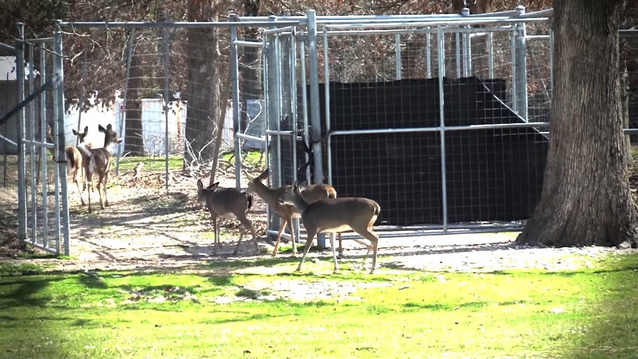 Deer Chute - YouTube