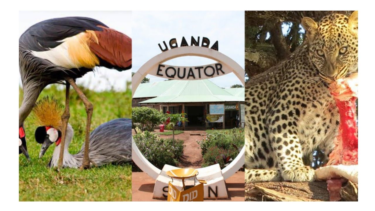 Uganda's biggest Queen Elizabeth National Park @zoo wildlife zebras ...