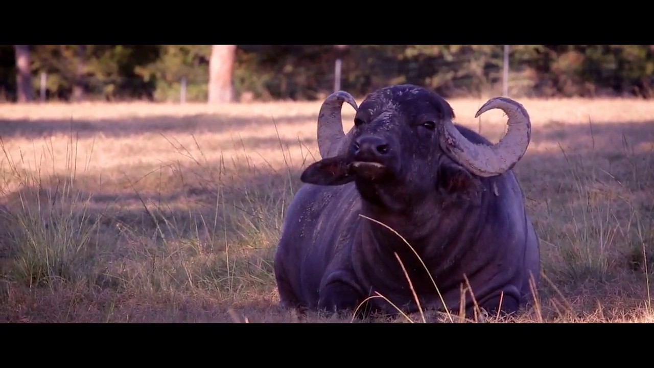 Top Hand Texas Exotic Game Ranch Ranch - YouTube