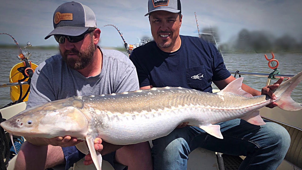 UC DAVIS FISH BIOLOGIST CATCHES HIS FIRST WHITE STURGEON - YouTube