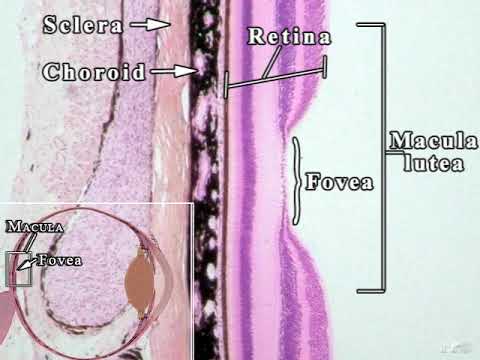 Eye Histology, Fovea
