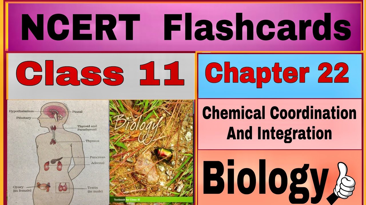 NCERT Flashcards..Chapter 22 / Chemical Coordination And Integration ...