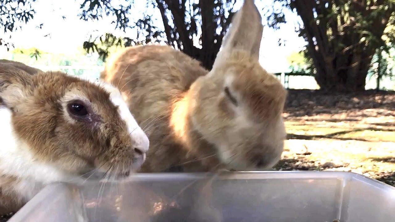 Rabbits are very territorial - YouTube