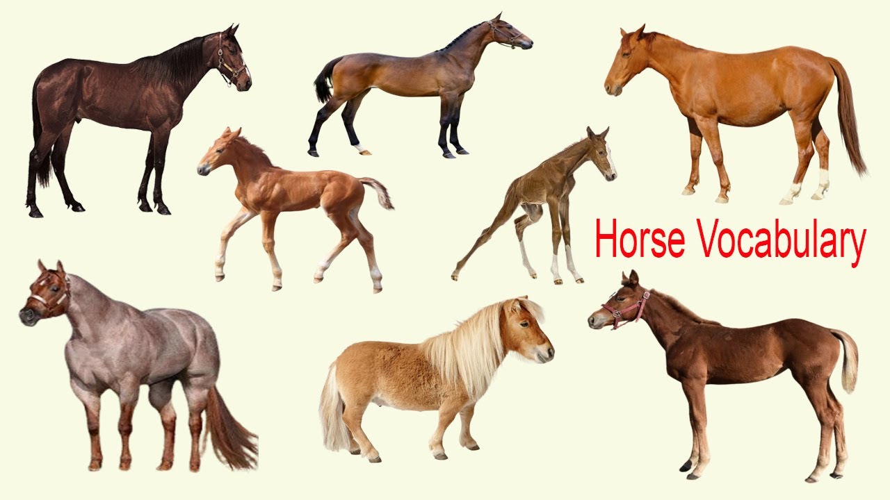 Horse Vocabulary Picture & Meaning | ঘোটক | Necessary Vocabulary ...
