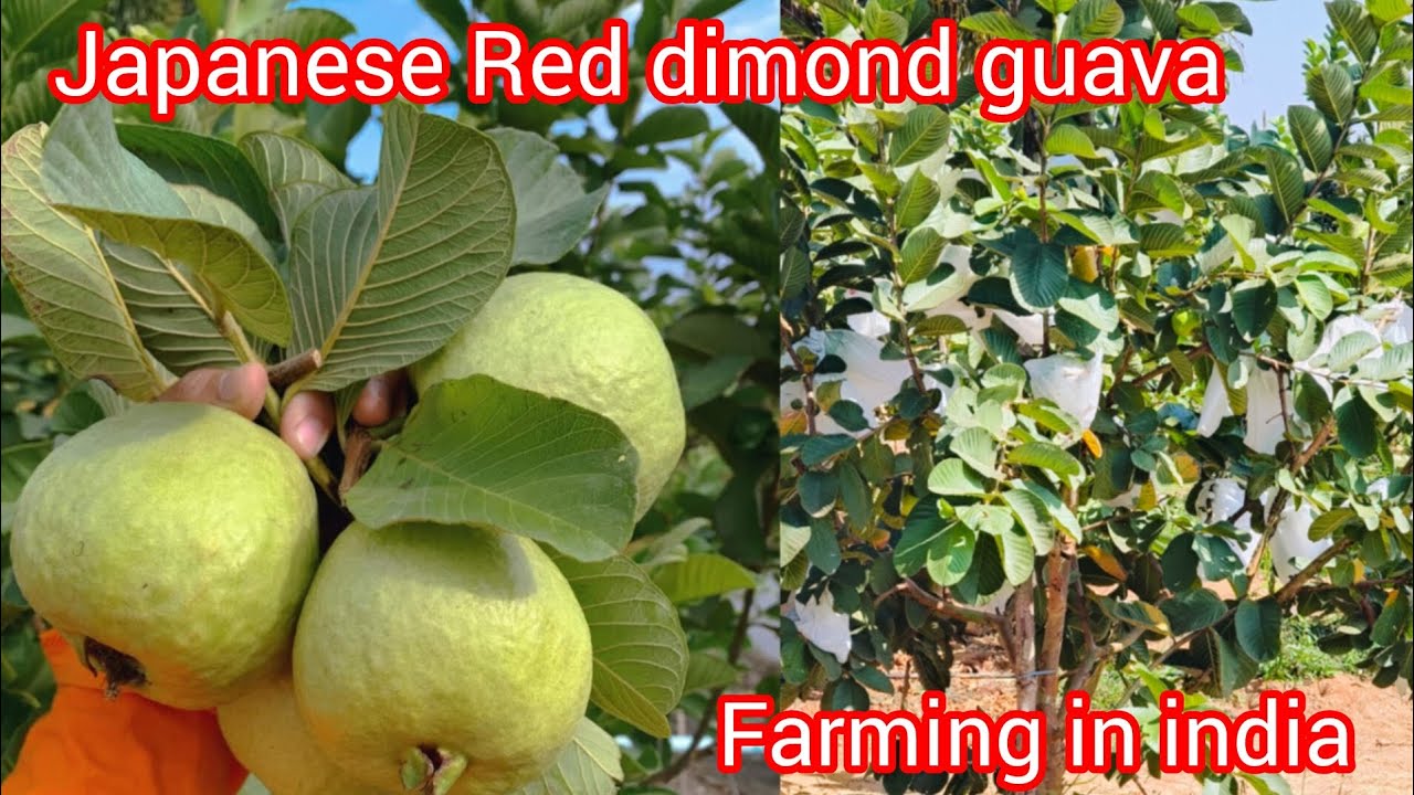 Japanese Red dimond guava plant farming in india plant available all ...