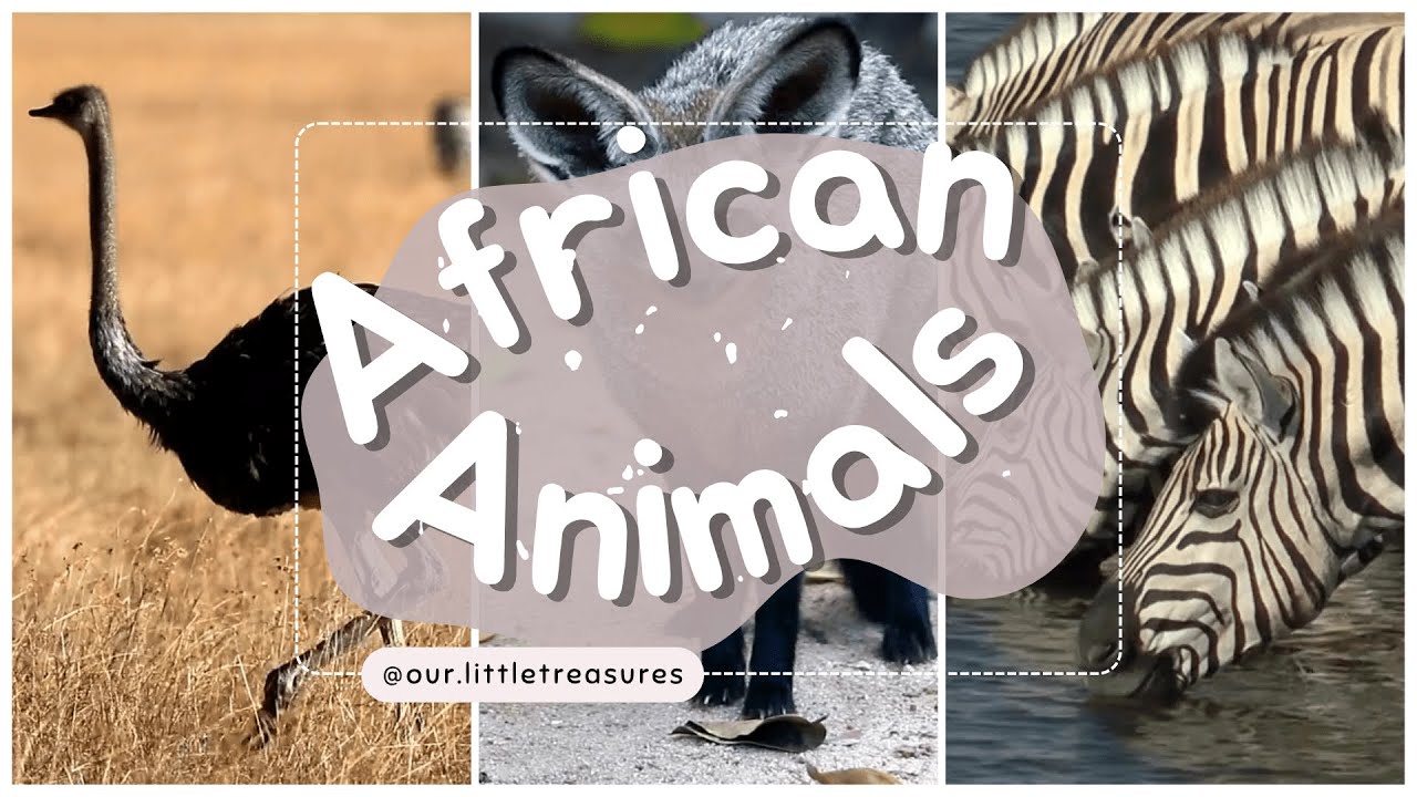 Learn 35 African Animals | English Vocabulary for Preschool and ...