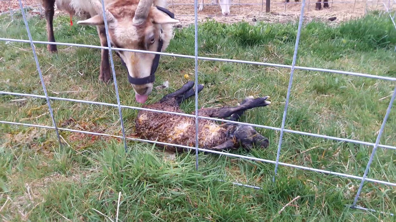 Sheep in labor and gives birth - full thing! - YouTube