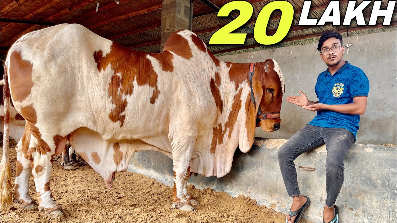 20 LAKH KA JANWAR AT ATIF CATTLE FARM !! 😳😍 - YouTube