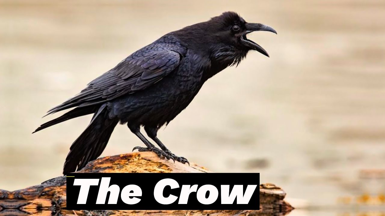 What you don't know about Crows – Master of Mischief - YouTube