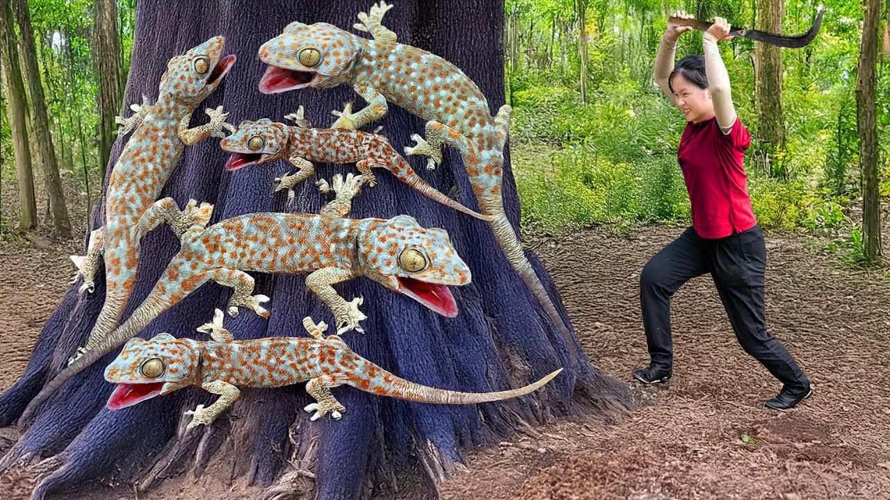 Harvest Tropical Chameleon in Forest Goes to market sell - Harvesting ...