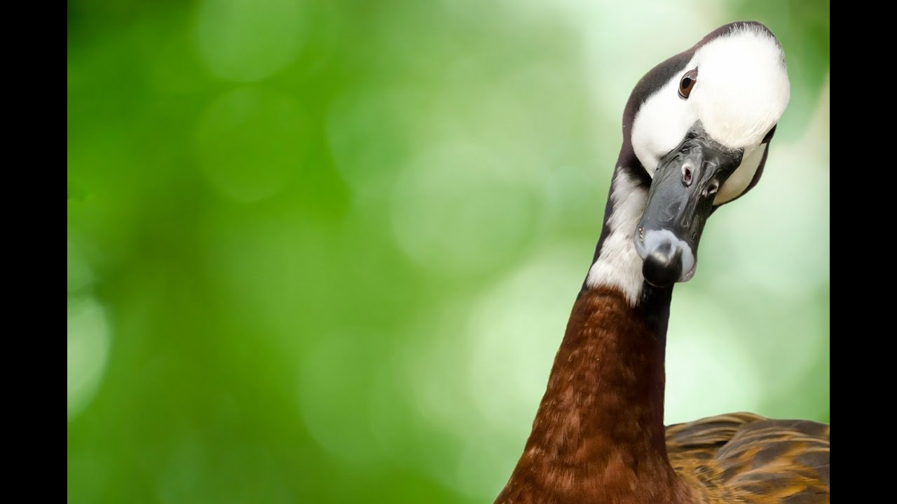 Flight of the Geese- Flute, Bambooflute and Harp Healing Meditation ...