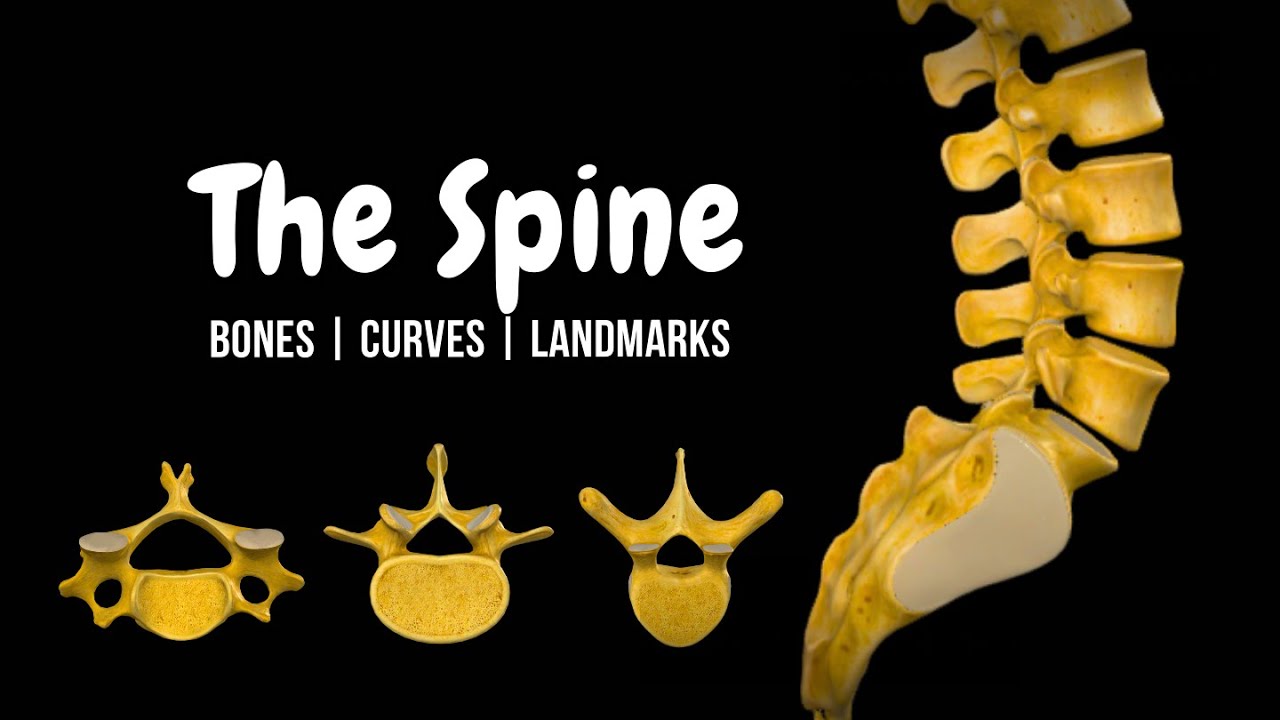 The Entire Spine, Explained in 16 Minutes - YouTube