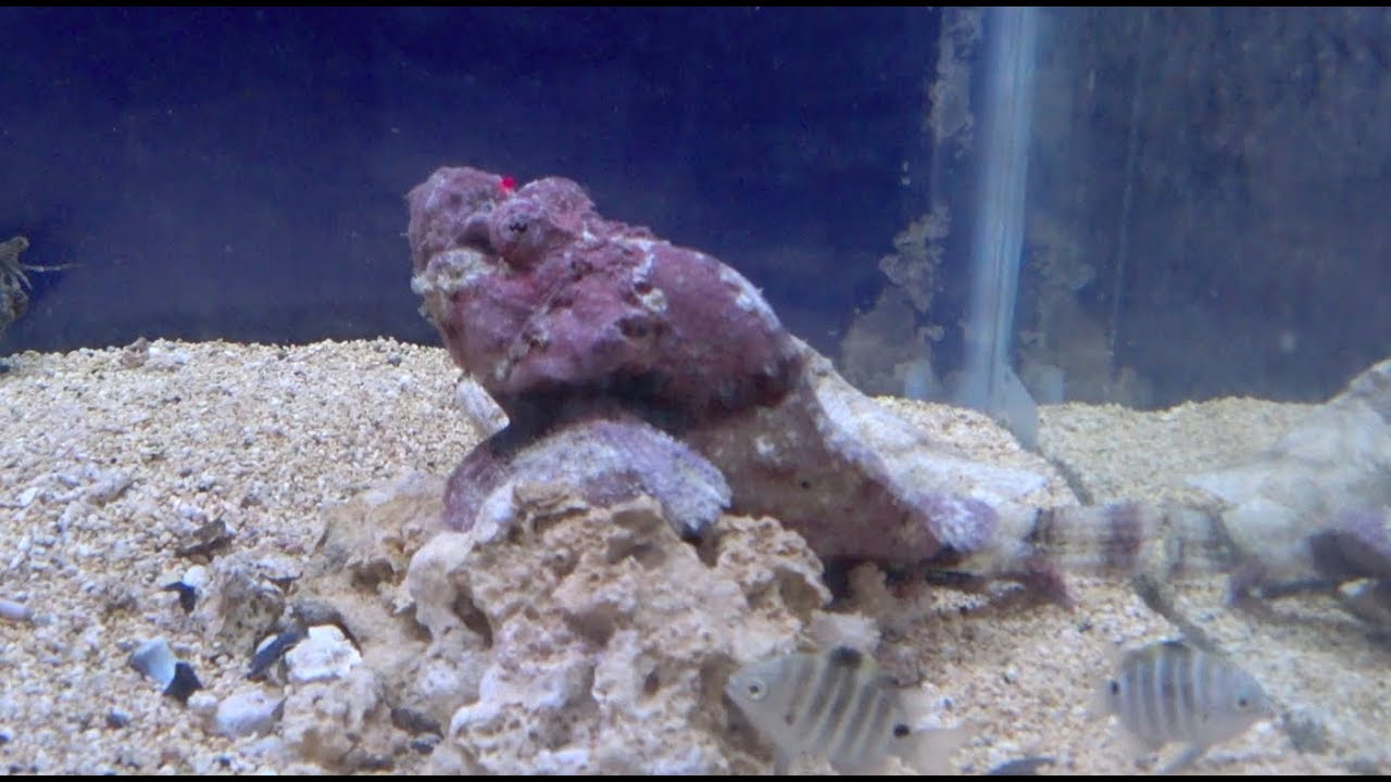 Purple Scorpion fish vs Bait fish - YouTube