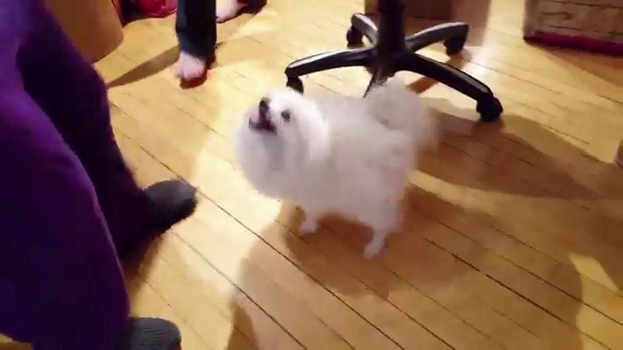 Gabe the dog - Dog rave (Cover of crab rave) - YouTube