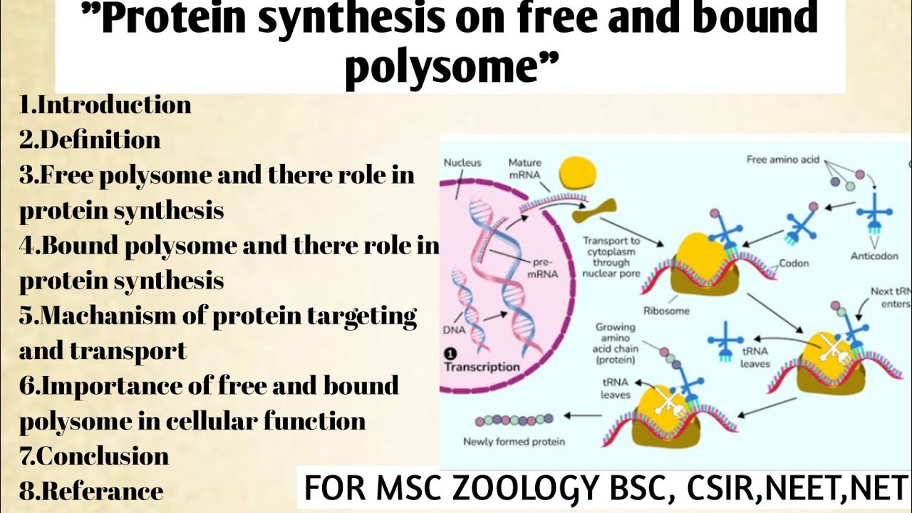 Protein synthesis on Free and Bound polysome | Free polysome and Bound ...