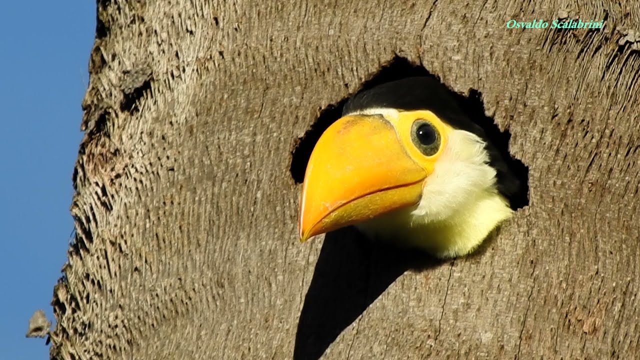 TUCANUÇU filhote (RAMPHASTOS TOCO), TOCO TOUCAN, TUCANO-TOCO ...