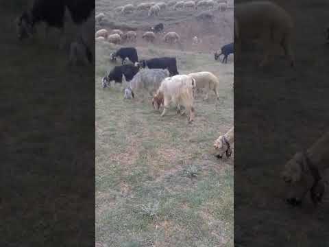 Aksaray çukur köyü nün ısmail ağa nın sürüsü