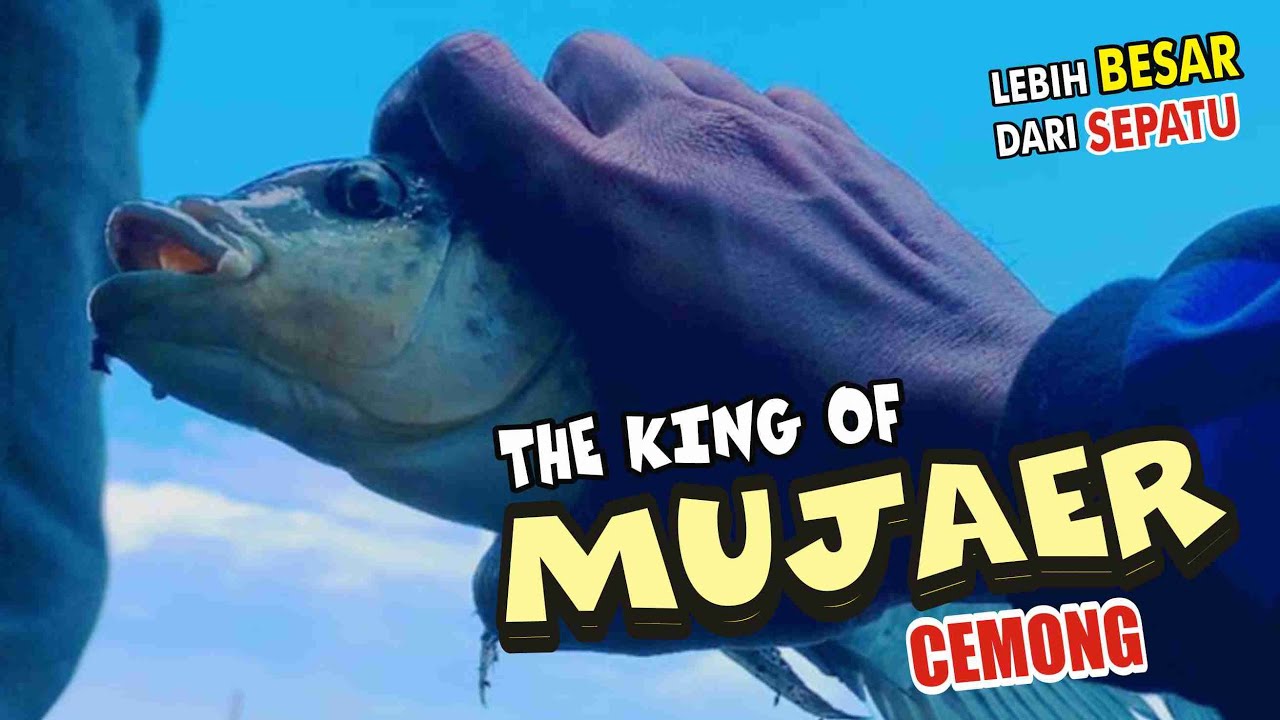 STRIKE BABON BERTUBI2 // MANCING IKAN MUJAER CEMONG #MUARABLACAN # ...