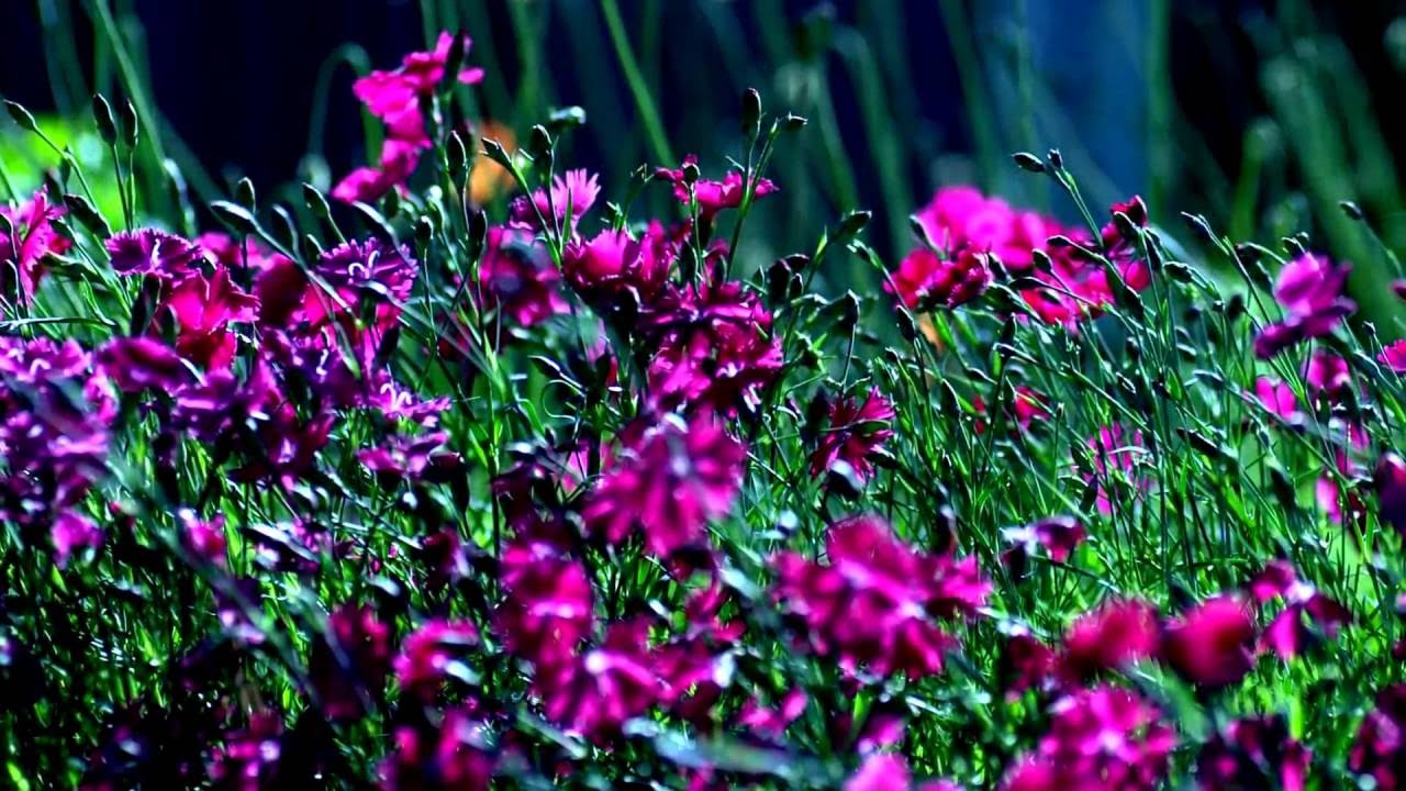 ლამაზი ყვავილები Youtube