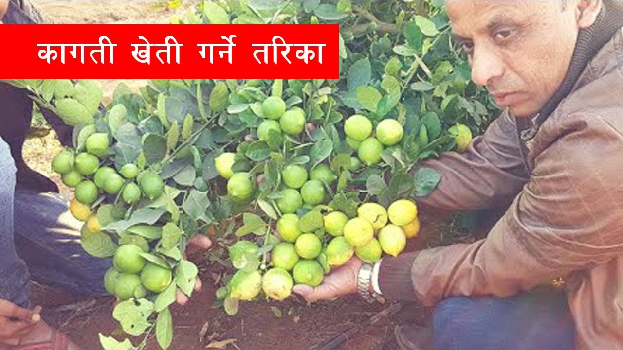kagati kheti in nepal | lemon | कागती खेती गर्ने तरिका | कागती खेती ...