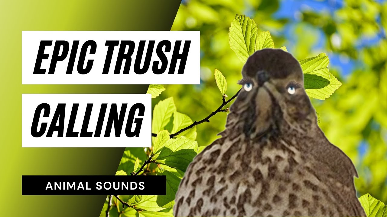 Epic Thrush Calling Sounds - the animal sounds: thrush calling / sound ...