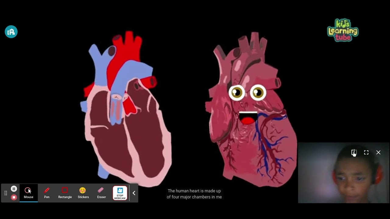 The Heart Anatomy Song for Kids - YouTube - YouTube