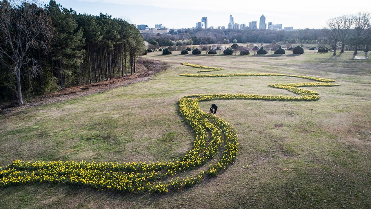 A winding path of yellow flowers has emerged at Dix Park - YouTube