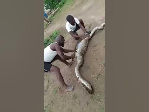 How Did Snake Swallows a GOAT. Both died at the END. Rise to the Top ...