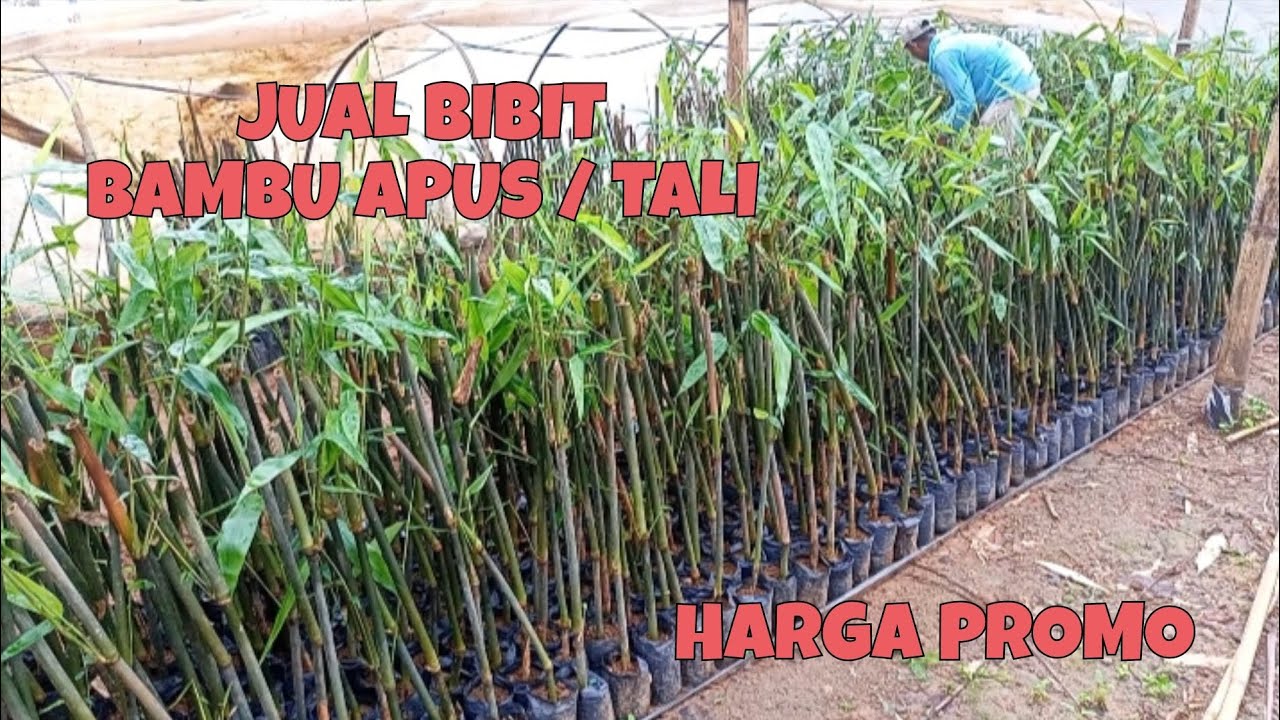 JUAL BIBIT BAMBU APUS/ TALI MURAH || PEMBIBITAN BAMBU TALI / APUS - YouTube