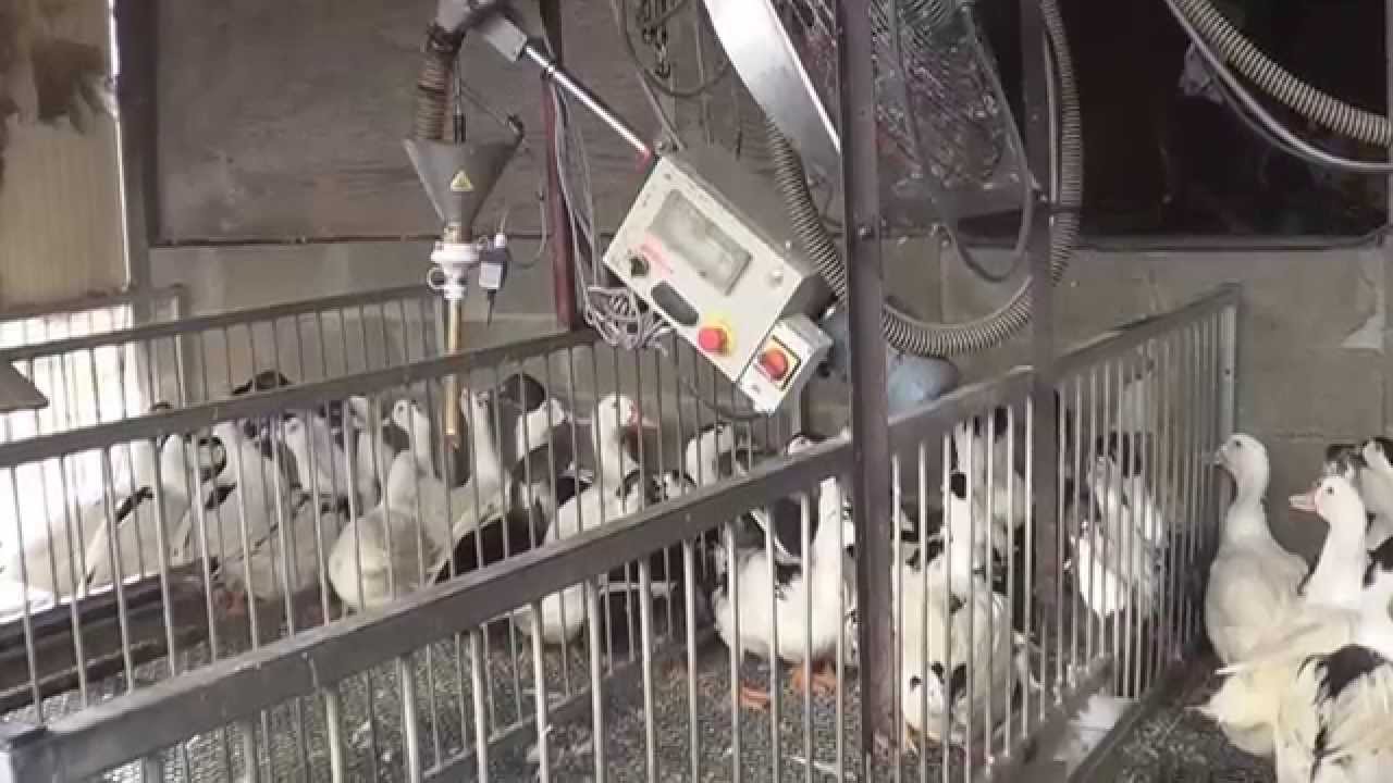 Ferme tradionnelle d'élevage de canards gras - YouTube