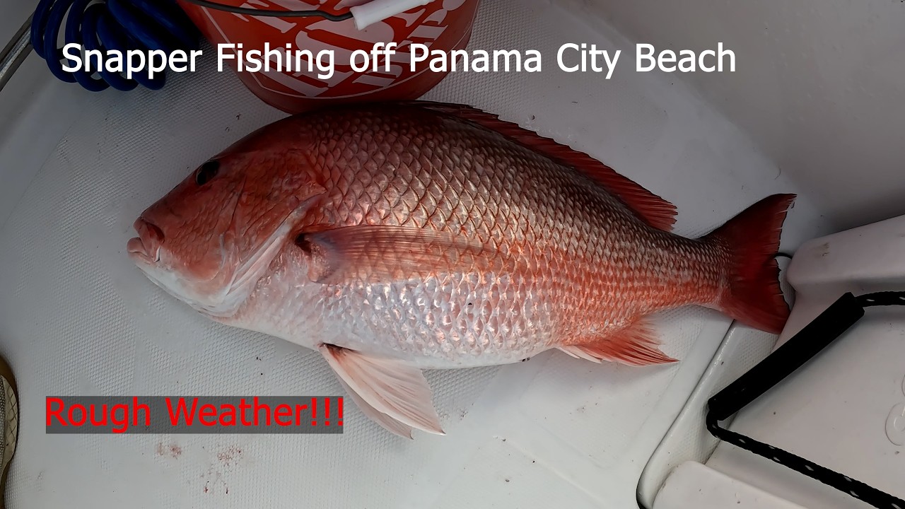 Snapper Fishing in Panama City Beach, FL - YouTube