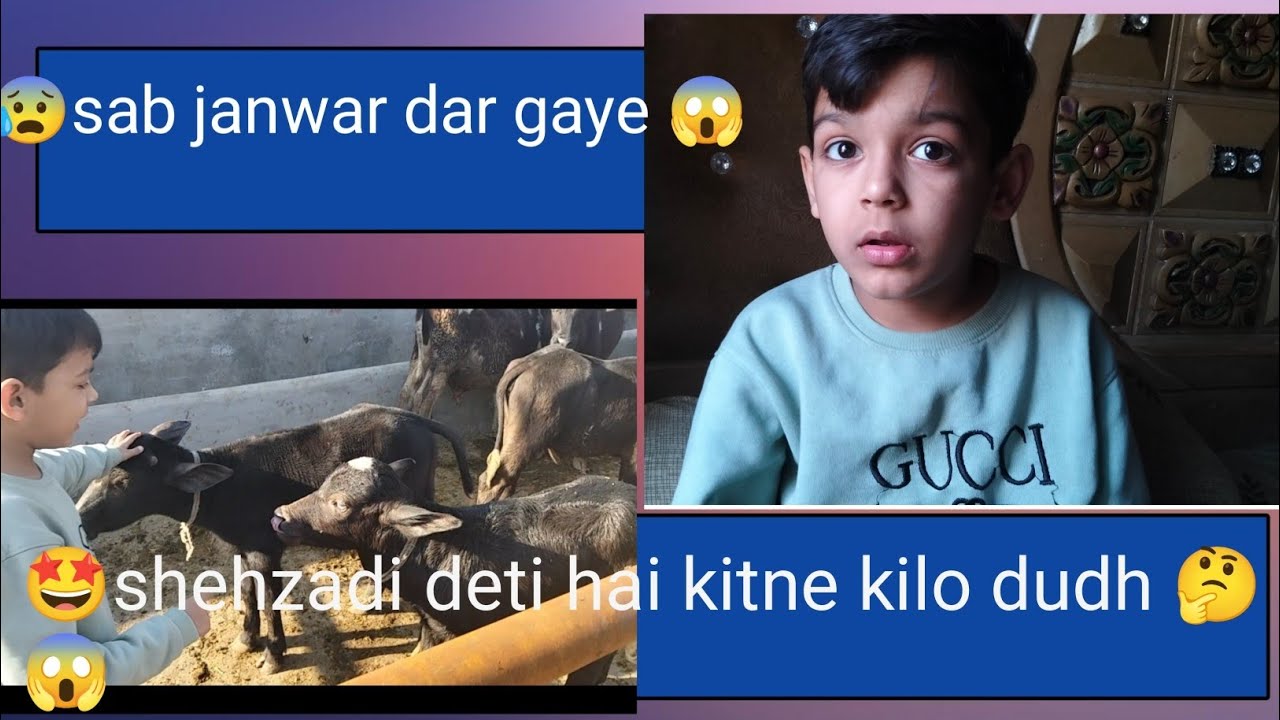 bahut ️ khubsurat bhains billo 🤩#pet and animal hashtag YouTube video # ...