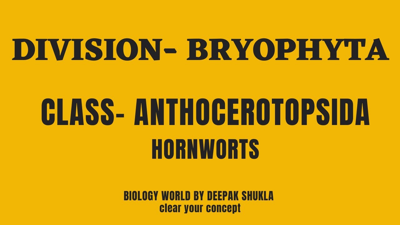 Anthocerotopsida | Bryophyta-Anthocerotopsida | B.Sc. Botany | Class ...