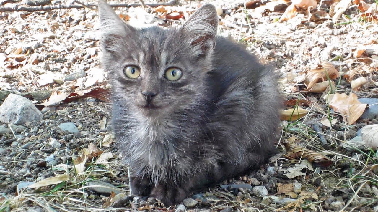 Napuštene mace i kuce na Palibrčkom grobu (The Abandoned Kittens and ...