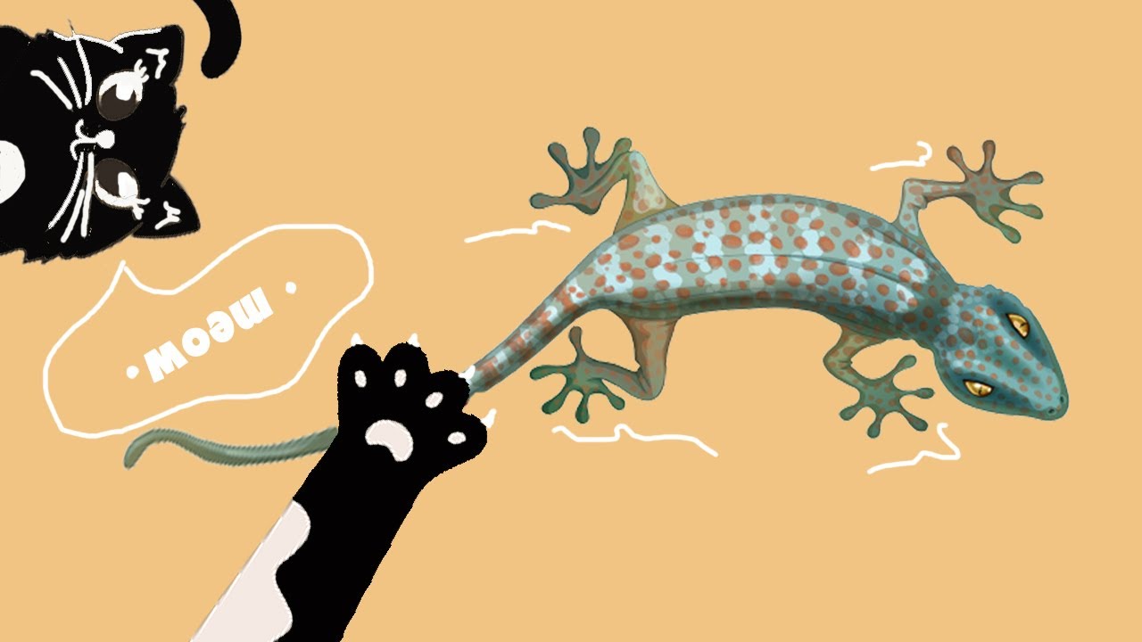CAT GAMES | VIDEOS FOR CATS - Lizards creeps and glides fast - YouTube