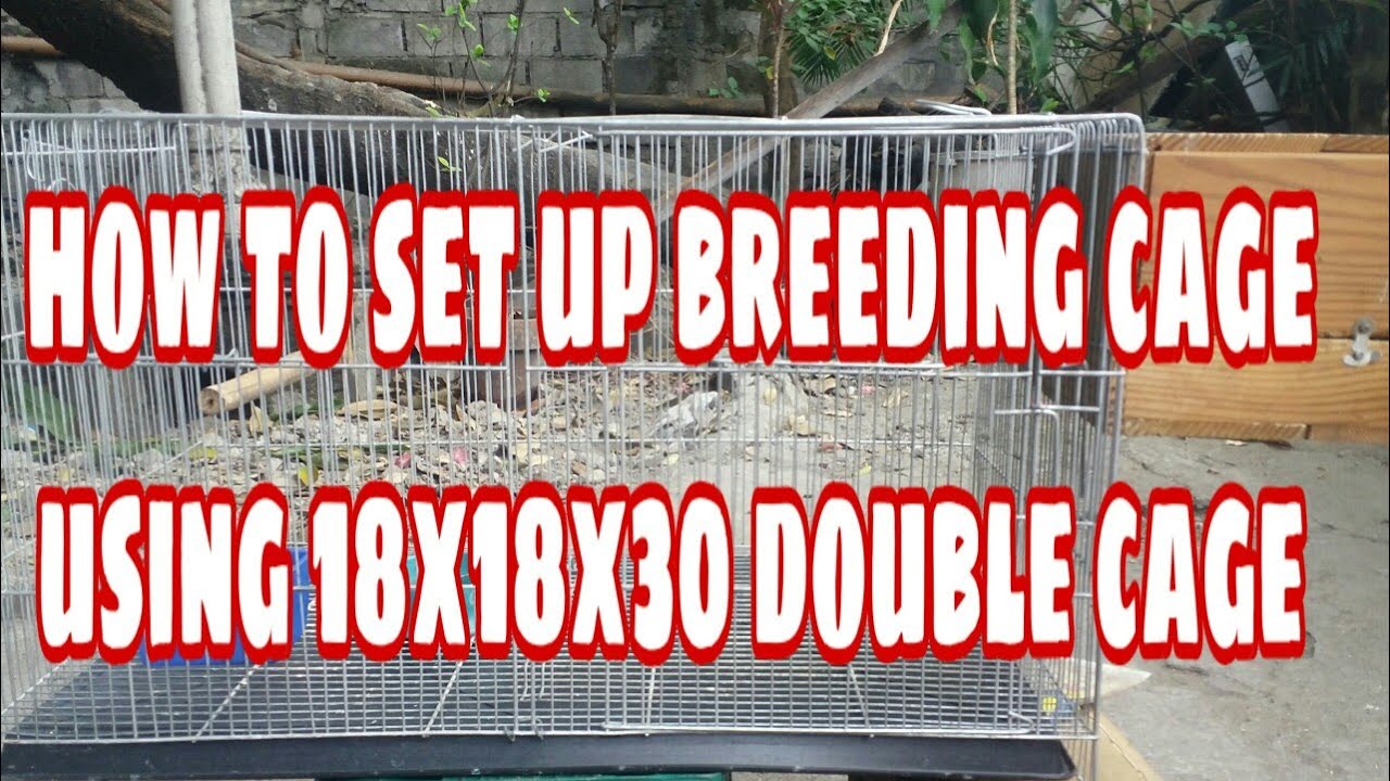 How to set up breeding cage..using double.. - YouTube